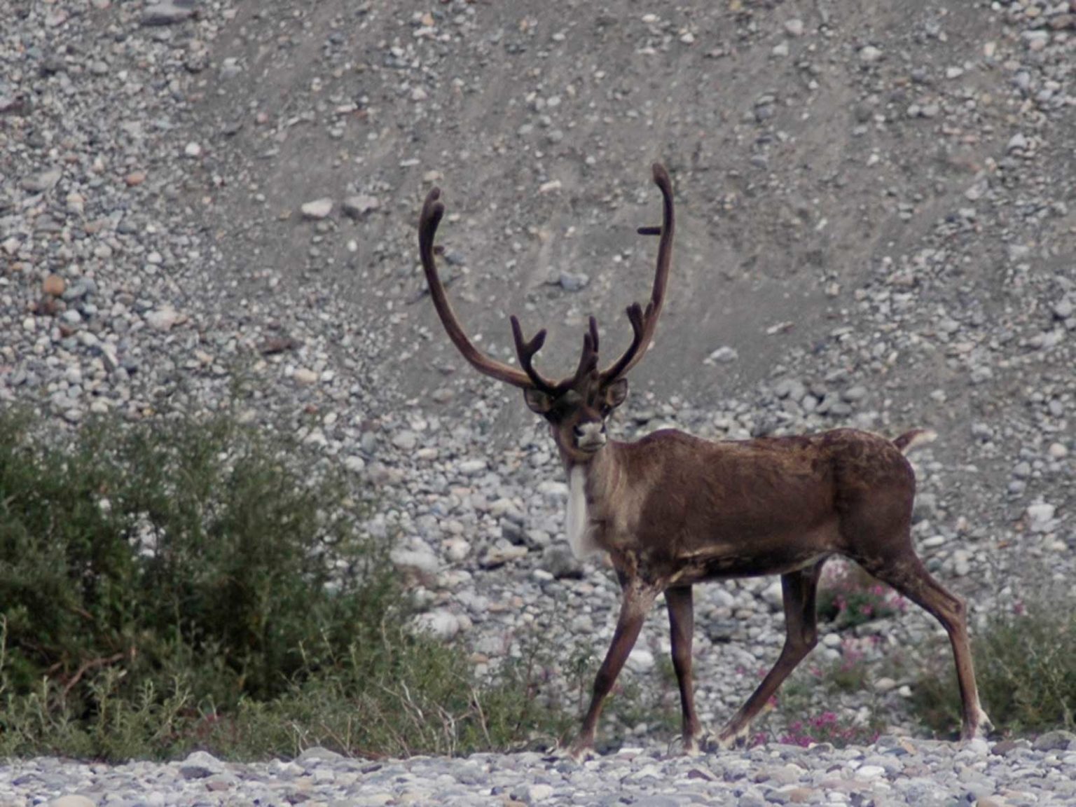 Champagne & Aishihik First Nations | Legacy Tourism Group